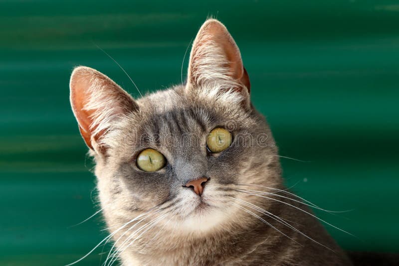 Two Cats Starring at Each Other Stock Image - Image of felines, cute ...