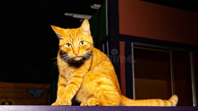 Unfriendly Cat Starring at Me Stock Image - Image of table, animal ...