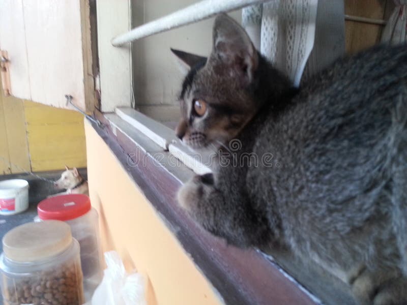 The Cat Status Everyday Happy Song . Stock Photo - Image of status ...