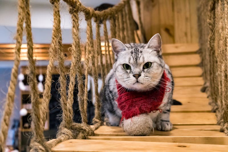 Cat,Pet Photography,Lovely Cat,Beautiful Cat Stock Image - Image of ...