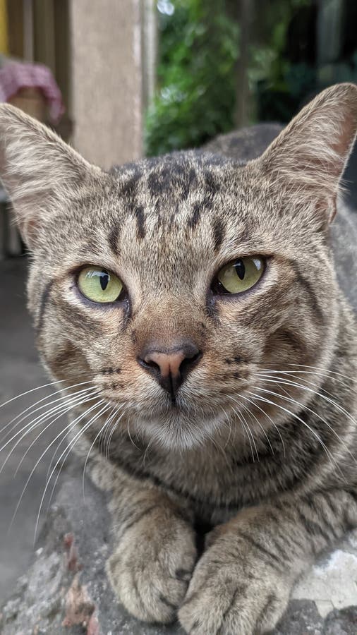 Cat stay cool stock photo. Image of stay, cool, loreng - 314930802