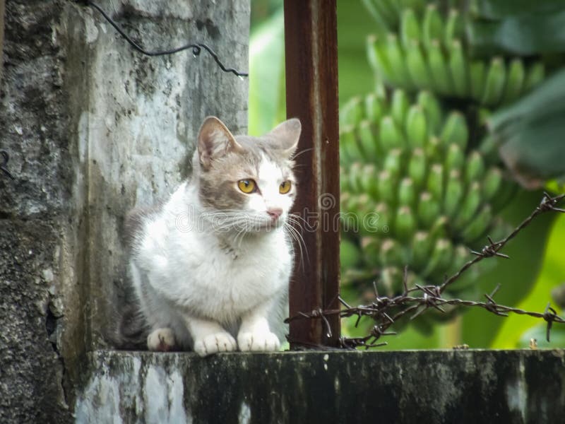 Cat Stay on the Wall Staring at Something Stock Image - Image of plant ...