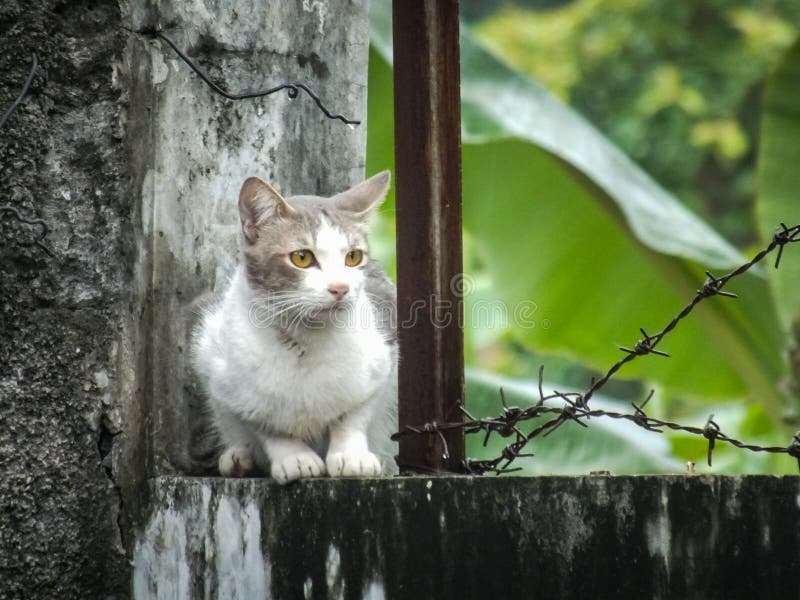 Cat Stay on the Wall Staring at Something Stock Photo - Image of flower ...