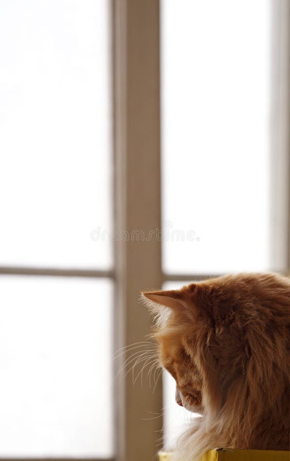 Cat Staying In Bed. Picture Image: 4311886