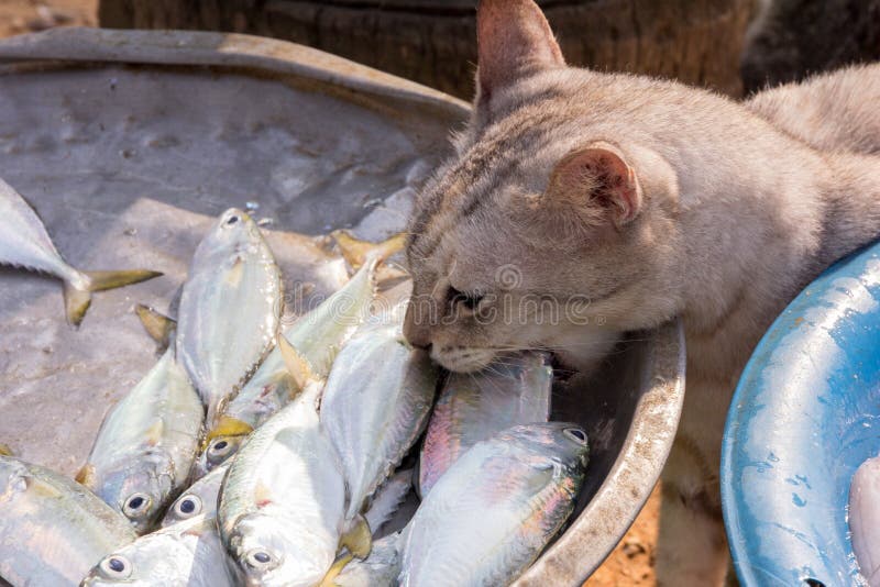 Cat stealing a fish stock image. Image of fresh, feeding - 66324647
