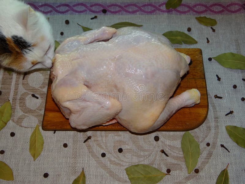 Cat steals raw chicken stock image. Image of cook, fabric - 64869725