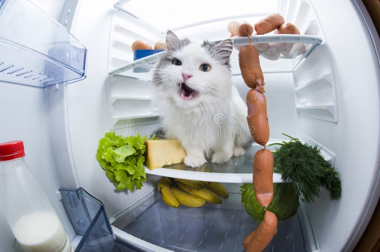 326 Cat Refrigerator Stock Photos - Free & Royalty-Free Stock Photos ...