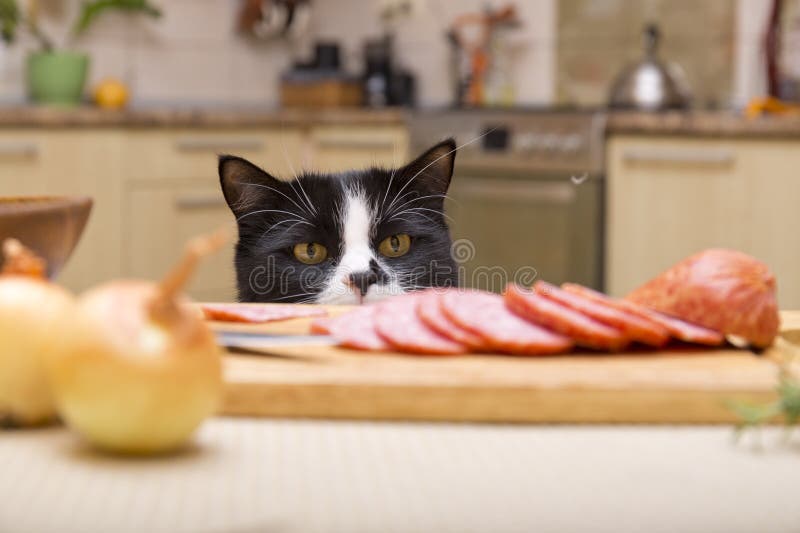 Cat steals sausage stock photo. Image of white, fluffy - 48020622