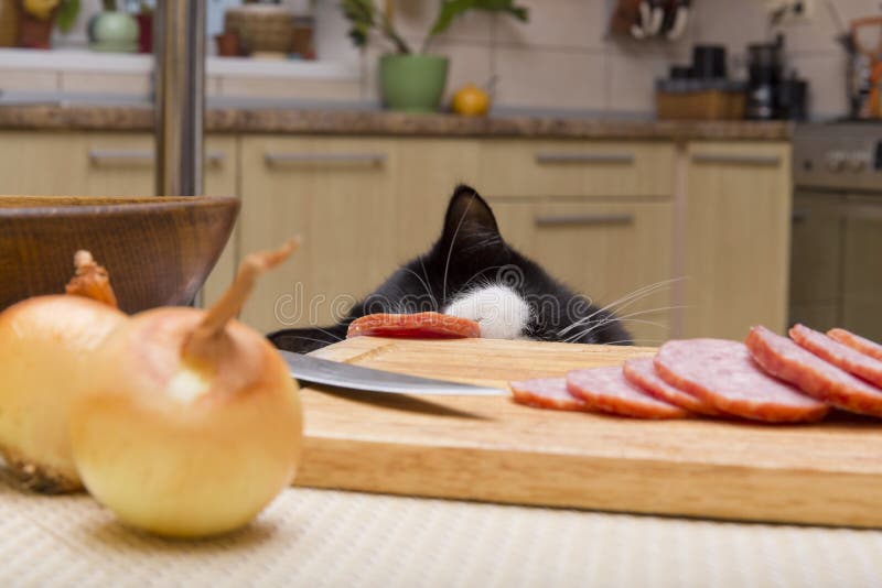 Cat steals sausage stock photo. Image of young, kitty - 48020624