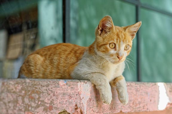 Cat on step stock image. Image of feline, domestic, floorboard - 65479963