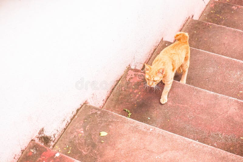 Cat Step on the Stairs at Temple Stock Image - Image of shrine, place ...