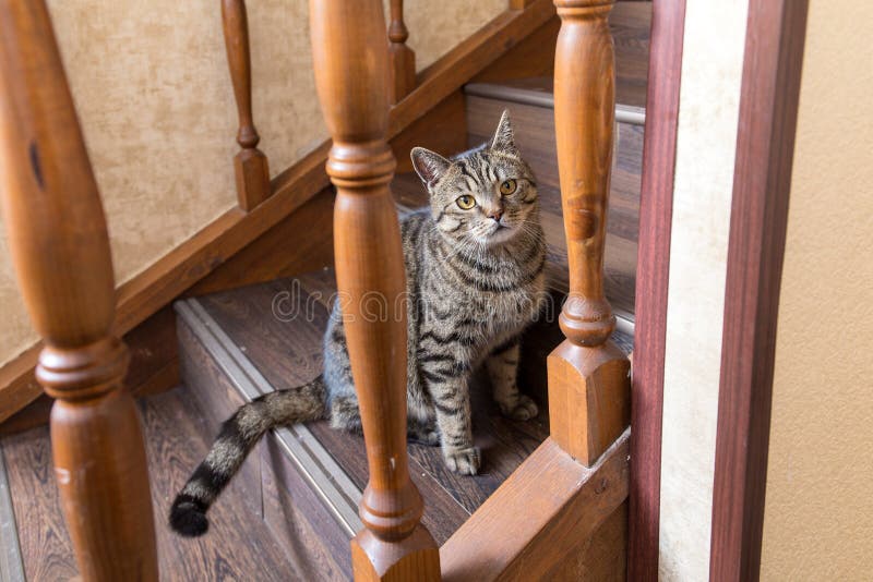 Cat on the steps stock photo. Image of color, pets, wooden - 70371746