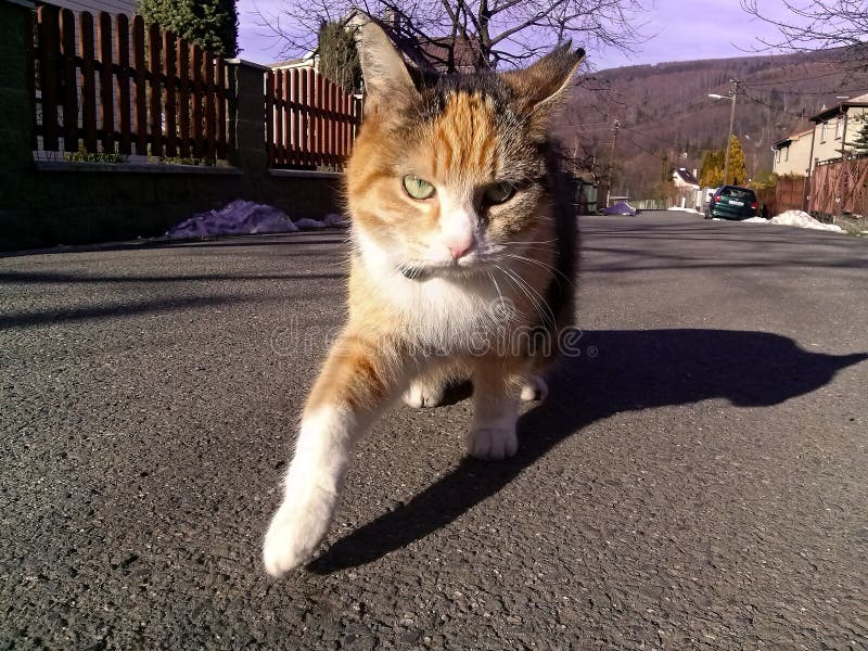 The cat stock photo. Image of life, furry, color, hungry - 67170366