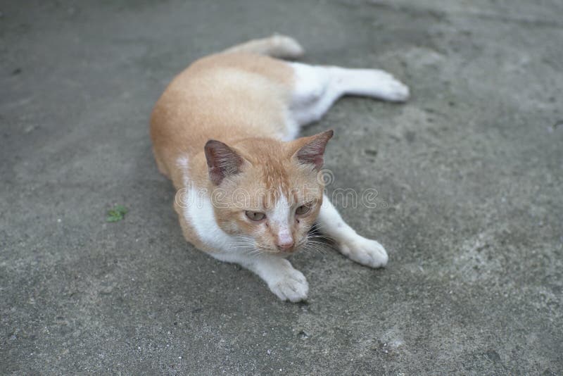 Cat Still Watch stock photo. Image of mammal, wildcat - 261944152