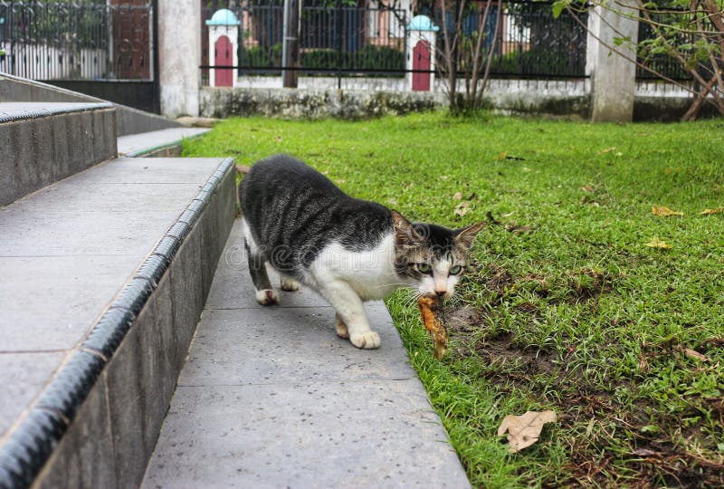 Fish Stole Stock Photos - Free & Royalty-Free Stock Photos from Dreamstime