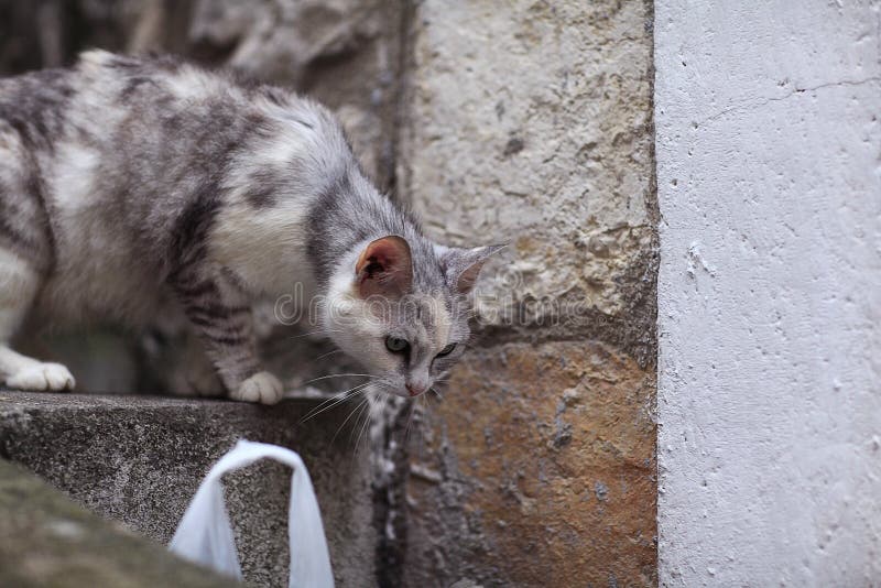 Cat among stone blocks stock image. Image of grass, kitten - 55801865