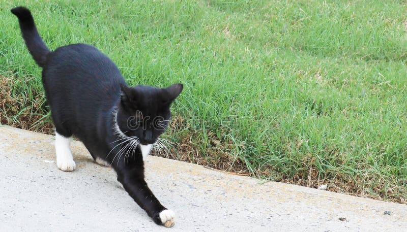 Cat- Stop right there stock photo. Image of spot, paws - 54544876