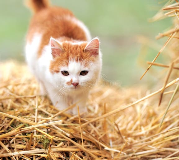 Cat on a straw stock photo. Image of orange, descriptive - 28004878