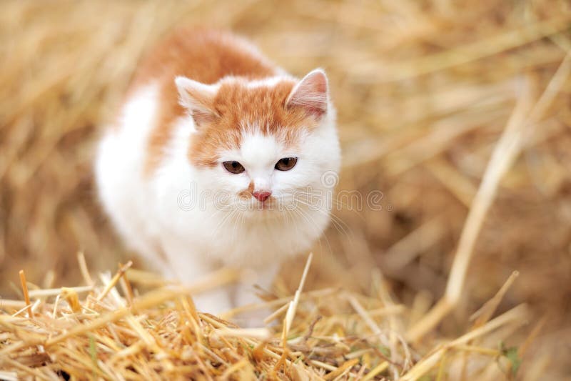 Cat on a straw stock image. Image of portrait, friendship - 28004903