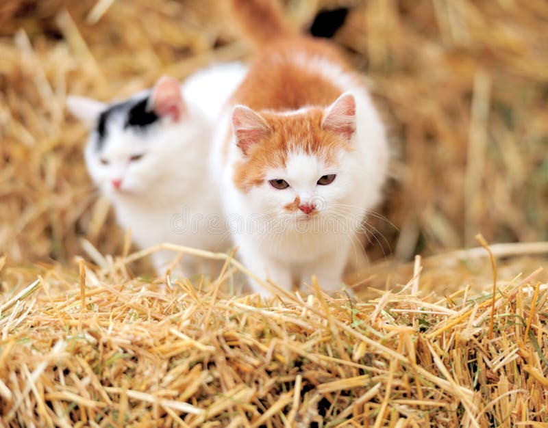 Cat on a straw stock photo. Image of orange, fluffy, characters - 28068024