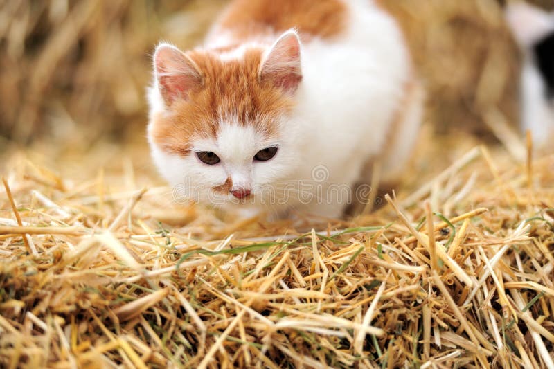 Cat on a straw stock image. Image of descriptive, nature - 28004909
