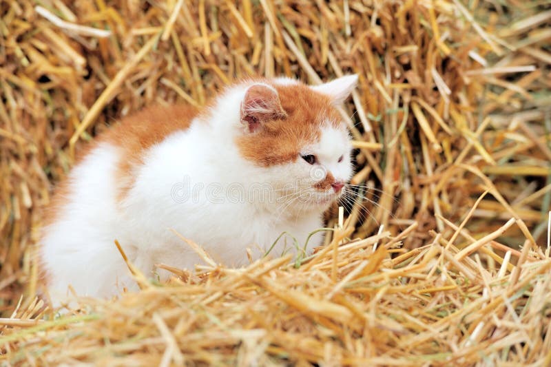 Cat on a straw stock photo. Image of large, cute, orange - 28193588