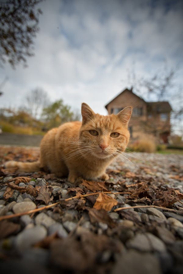 Cat straying on front yard stock photo. Image of kitten - 63026172