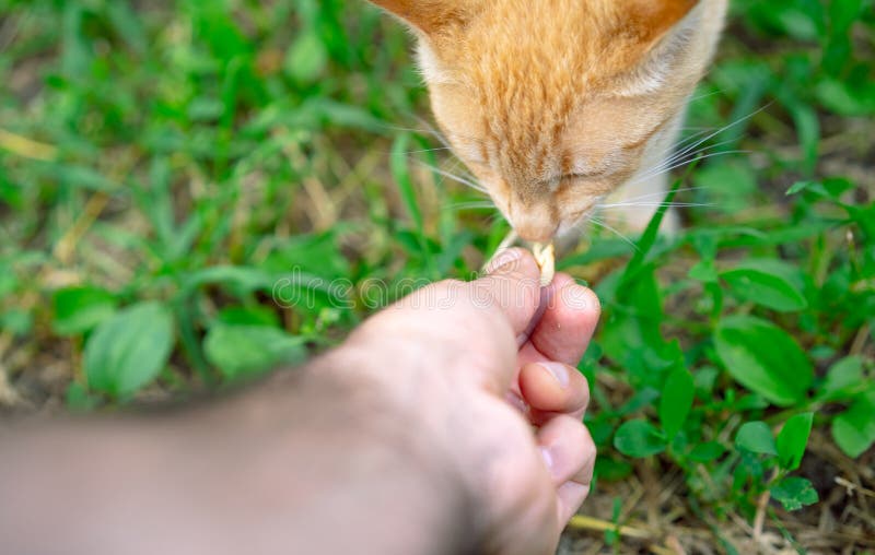 The Cat on the Street Eats from the Hand Stock Photo - Image of stray ...
