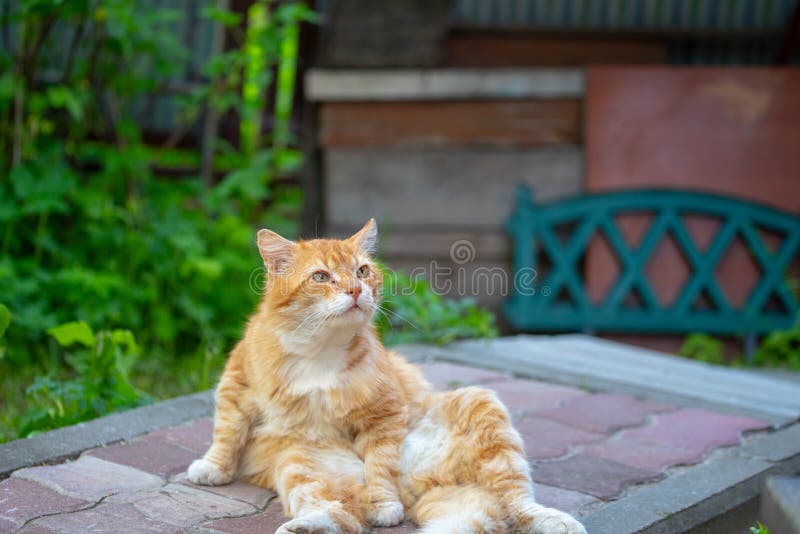 Cat on the Street in a Funny Pose and Staring into the Distance Stock ...