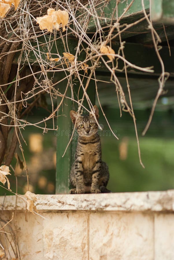 Cat on the street stock image. Image of little, pretty - 59756225