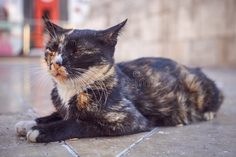 Selfish Cat Stock Photos - Free & Royalty-Free Stock Photos from Dreamstime