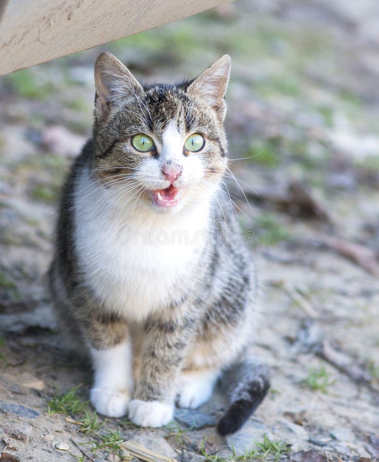 Cat on the Street Looking Mad Stock Image - Image of mammal, closeup ...