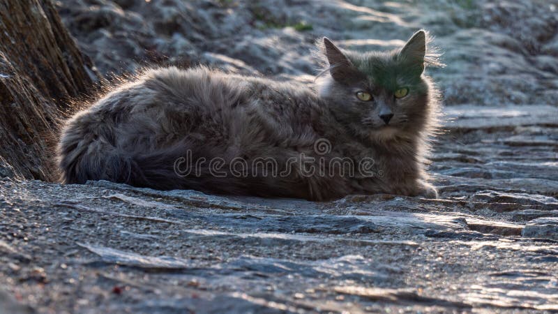 A cat on the street stock photo. Image of sweet, furry - 195101674
