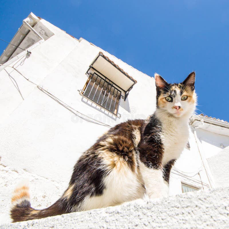 Scarey Cat with Arched Back in Street Stock Image - Image of scared ...