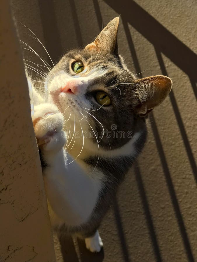 Cat Stretch stock image. Image of angle, stretch, high - 210744471