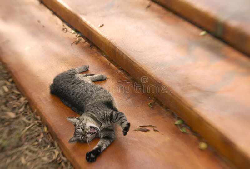 Cat stretch stock photo. Image of stretches, steps, yawning - 68518436