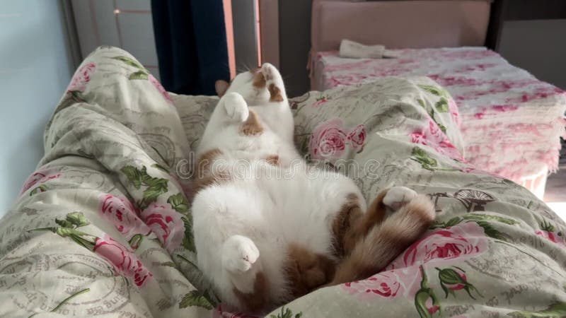 Cat is Stretched Out on a Blanket between Its Owner Legs, Washing ...