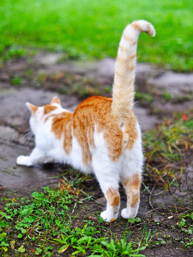 Cat stretches stock photo. Image of grass, loveable, dear - 45983774