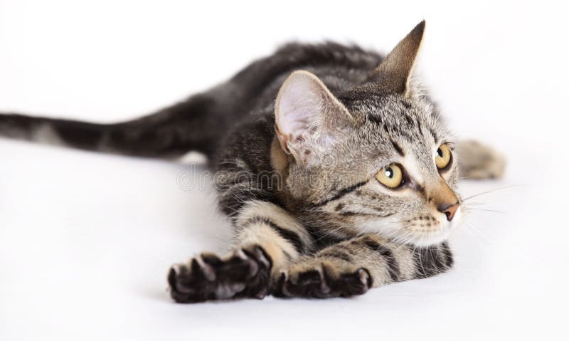 Cat stretching stock photo. Image of carnivore, pedigreed - 11912990