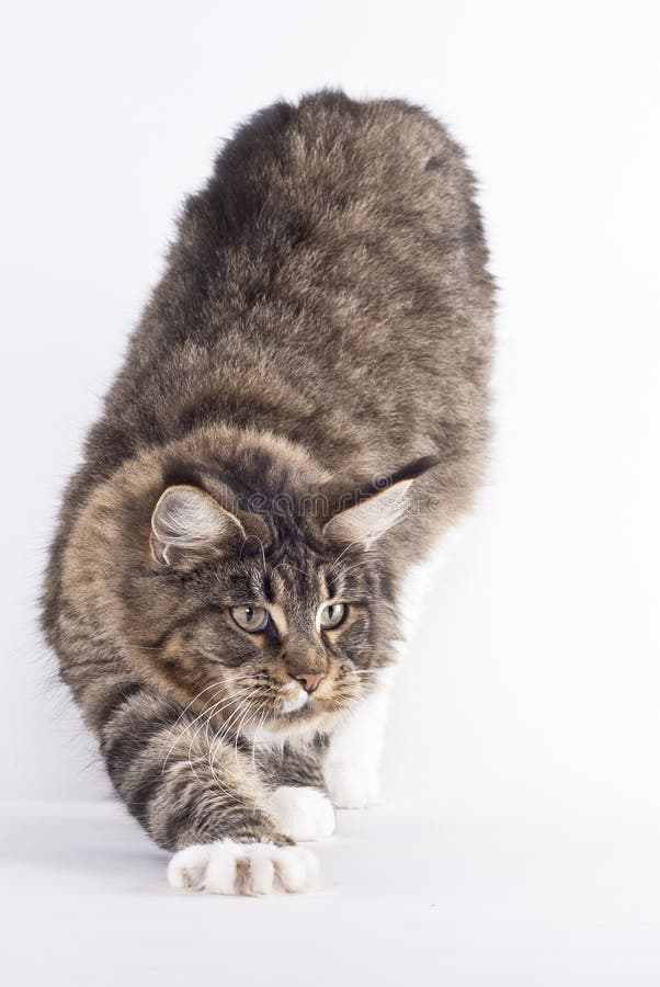 Cat stretching stock photo. Image of domestic, white - 22070292