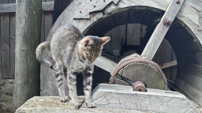 Cat stretching on mill stock image. Image of standing - 59313539