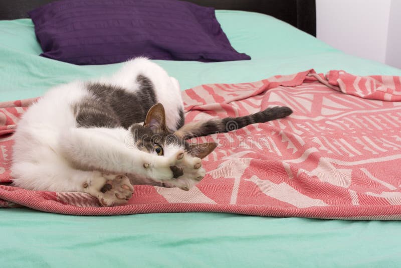 Cat stretching out in bed stock photo. Image of funny - 194933654