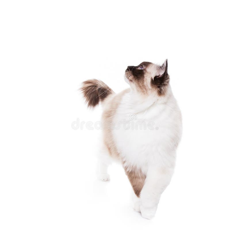 Cat Strut stock photo. Image of eyes, adorable, adult - 25235064