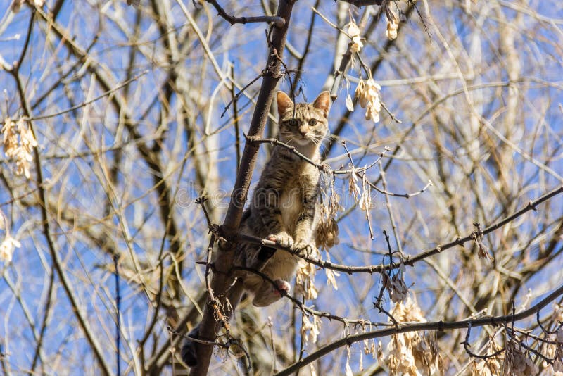 A cat stuck up in a tree stock image. Image of pets - 145645053