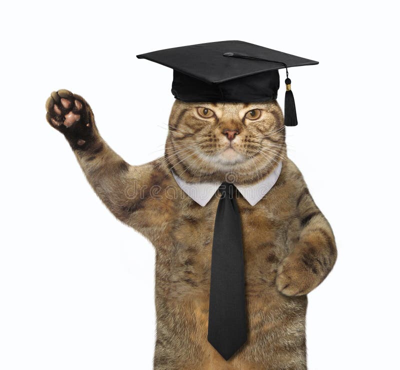 Cat Student in a Academic Hat Stock Image - Image of college, animal ...