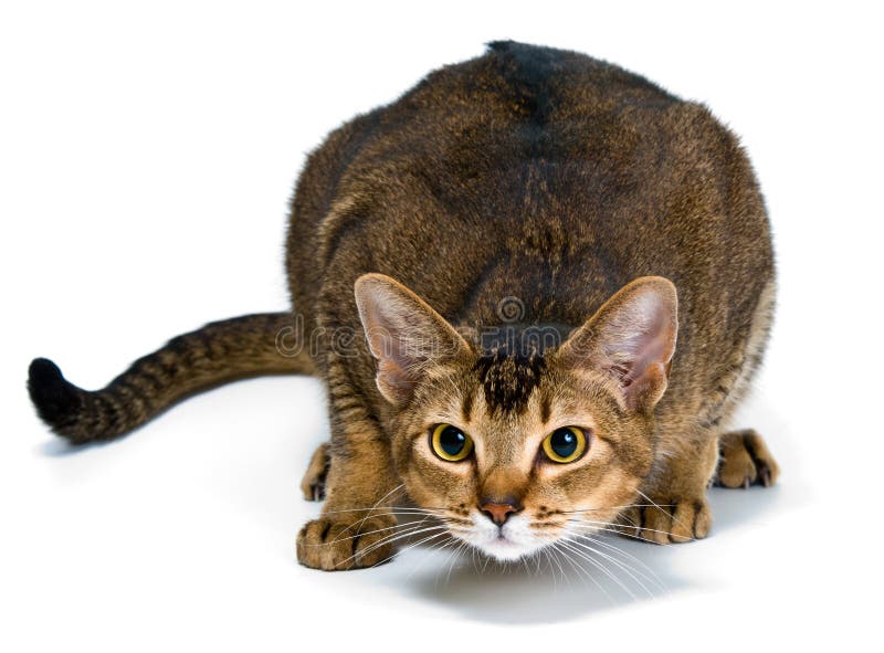 Cat in studio stock image. Image of white, hair, stem - 14690009