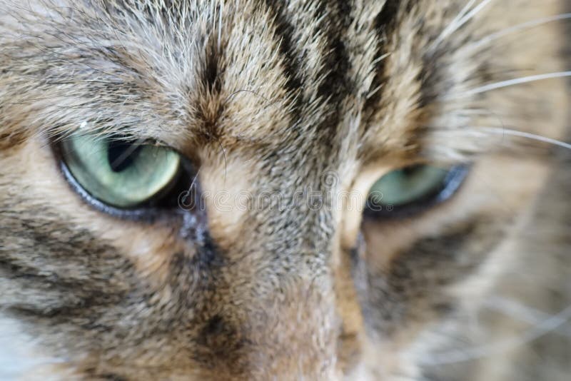 Cat in studio photographed stock image. Image of blick - 108566695