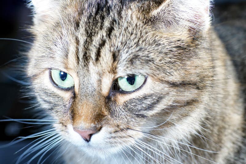 Cat in studio photographed stock image. Image of pelzigen - 108567271