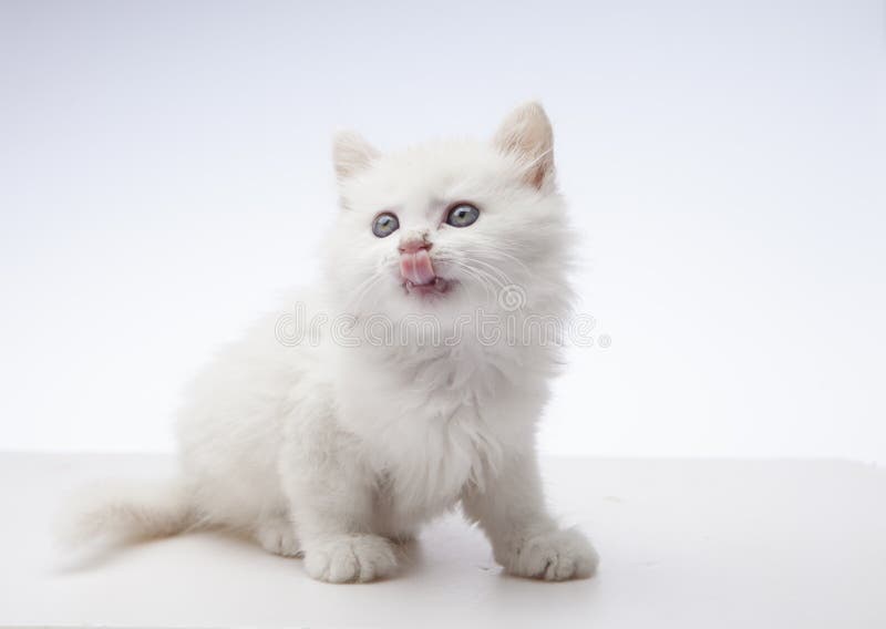 A cat in the studio stock image. Image of kitten, love - 42123401