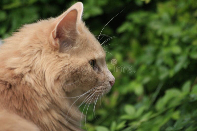 Cat Study stock image. Image of study, mammal, feline - 51122733